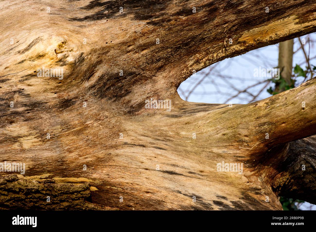 Old dead tree frames hi-res stock photography and images - Alamy