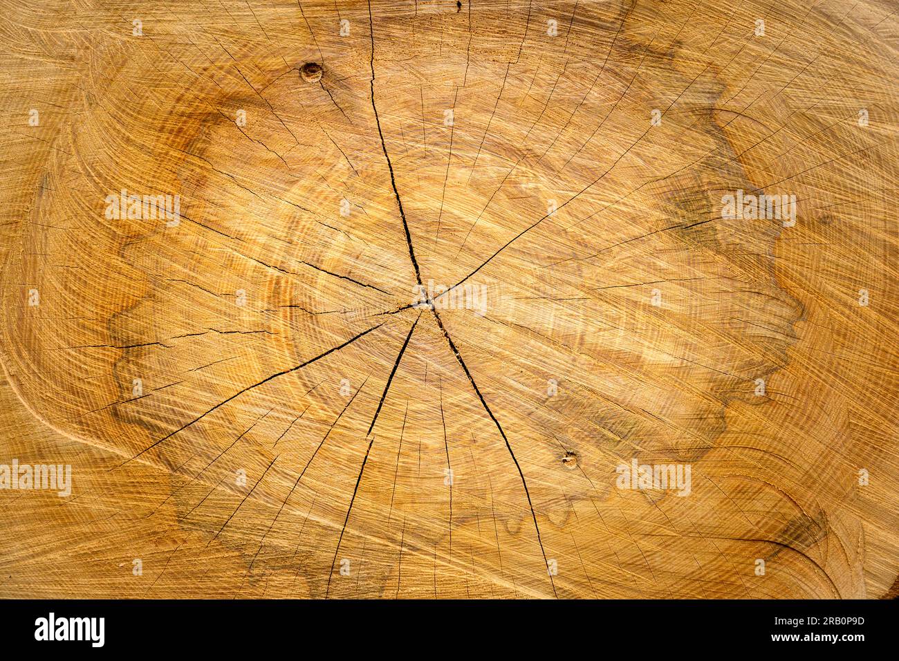 Tree slice with drying cracks Stock Photo - Alamy
