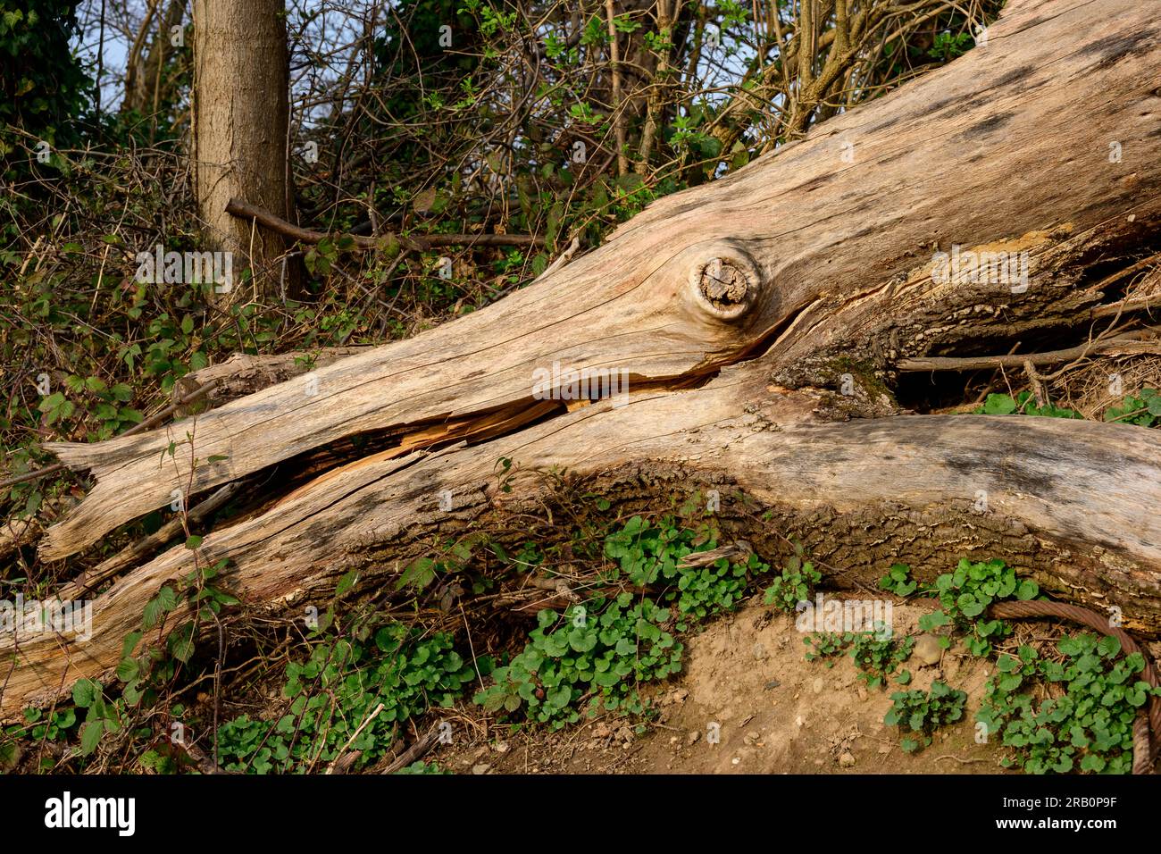 Old weathered tree trunk with eye and mouth Stock Photo - Alamy
