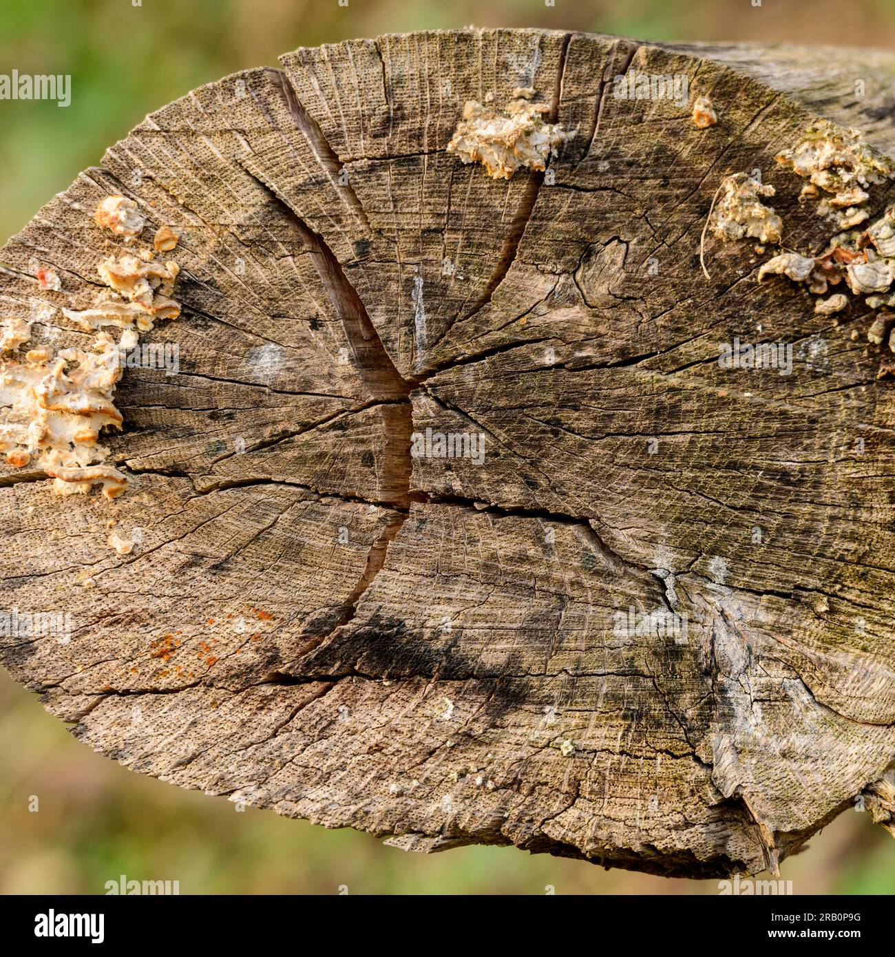 Tree slice with drying cracks Stock Photo - Alamy