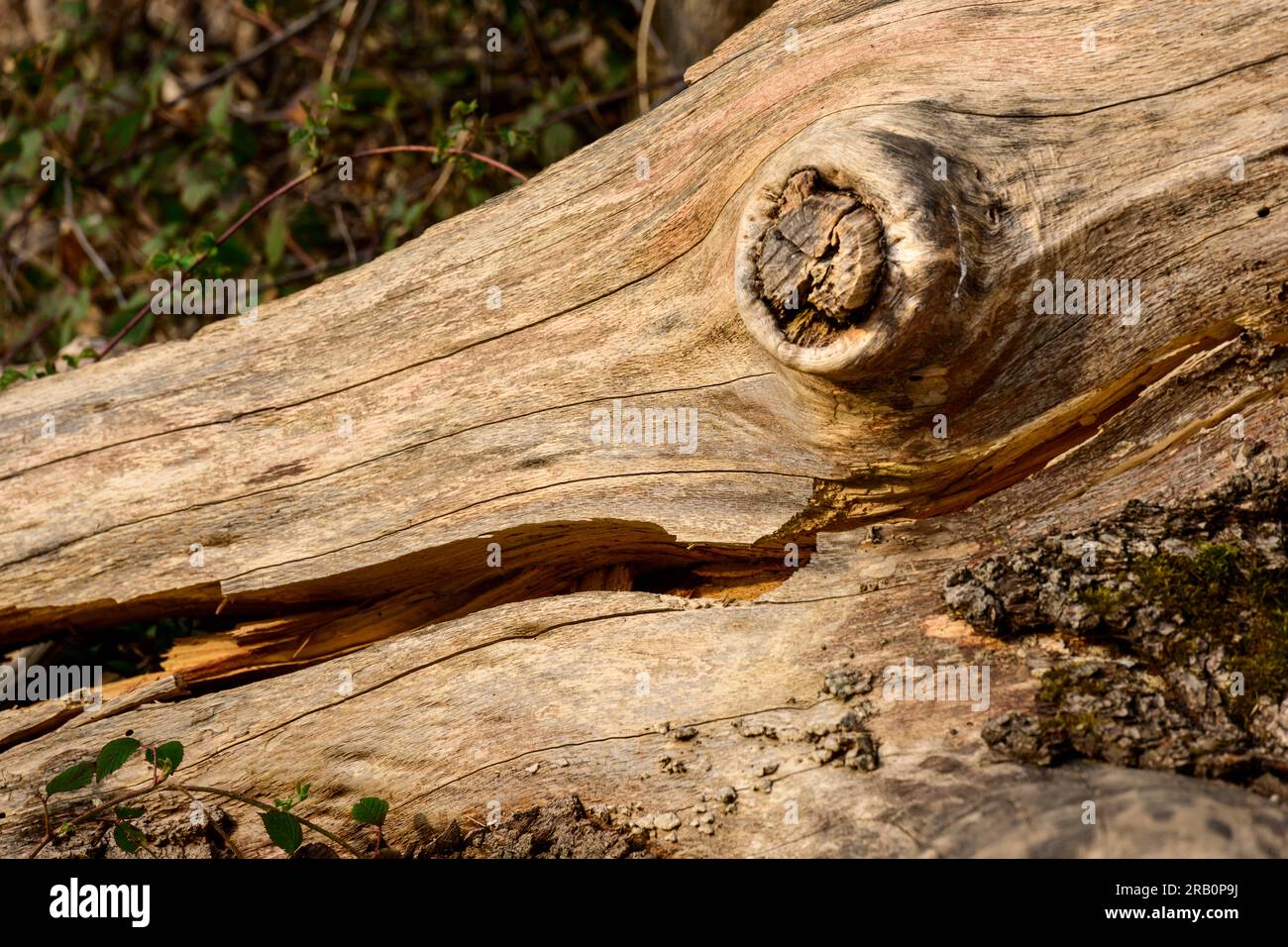 Old weathered tree trunk with eye and mouth Stock Photo - Alamy