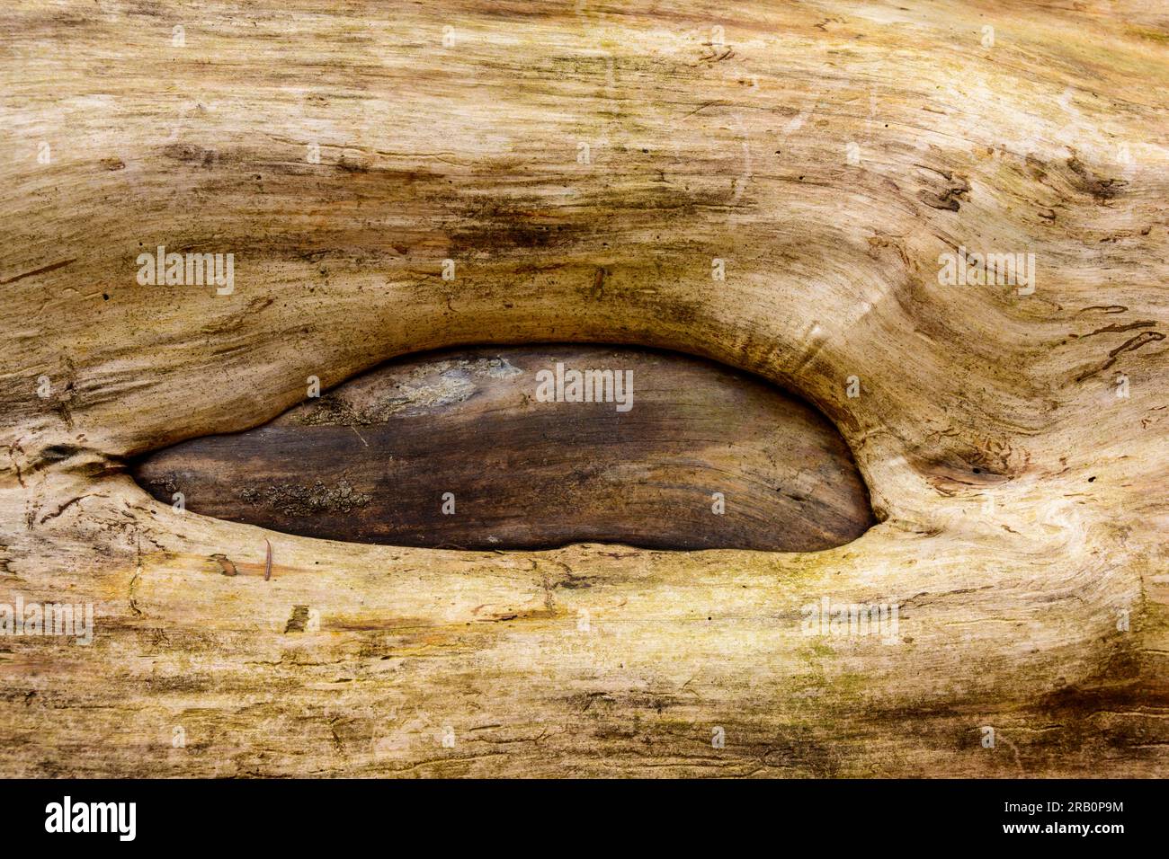 Old tree trunk hi-res stock photography and images - Alamy