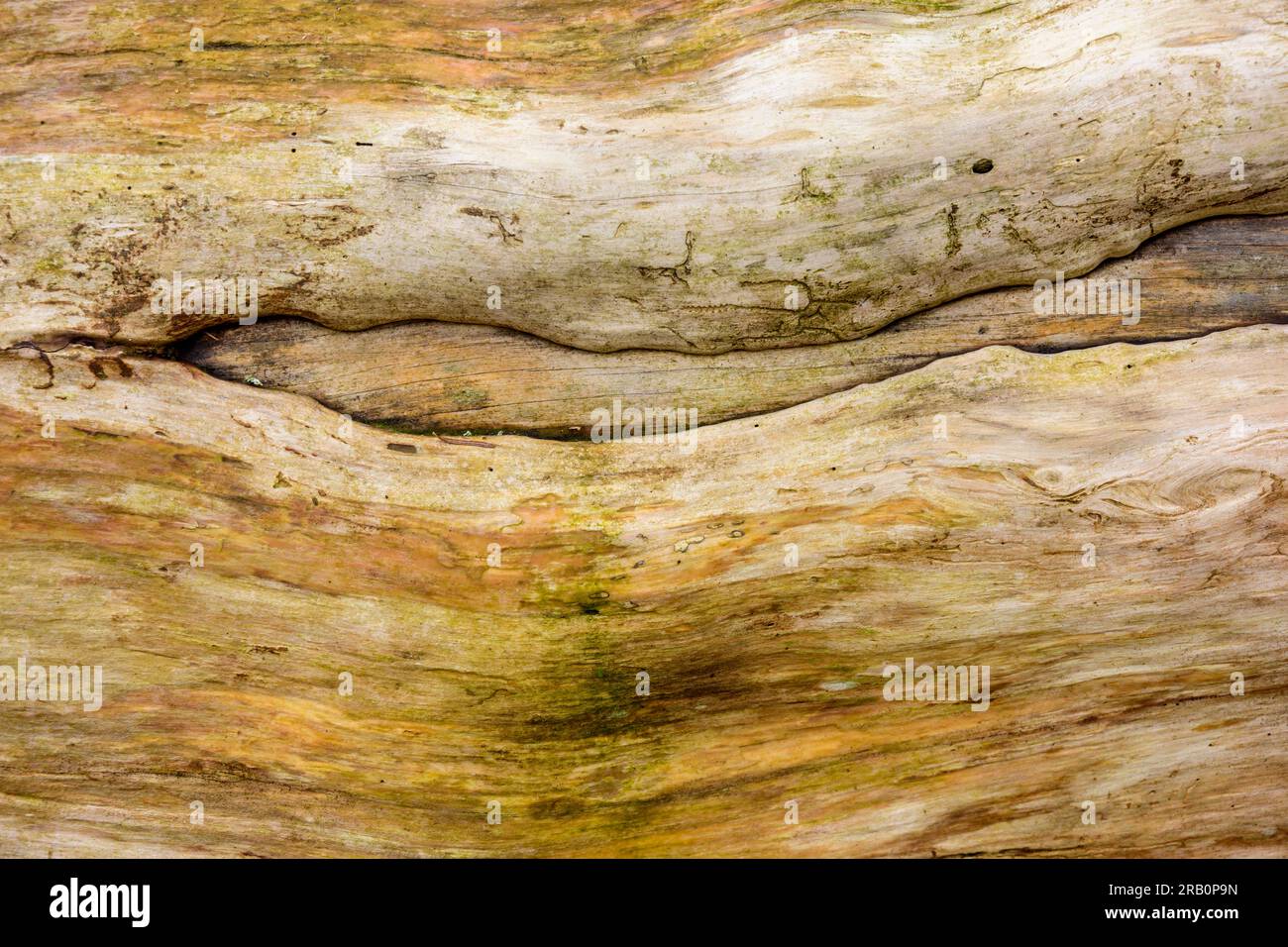 old tree trunk Stock Photo - Alamy