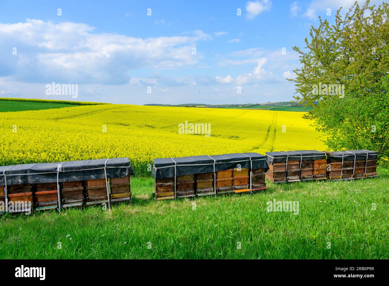 Beehives at a canola field Stock Photo - Alamy