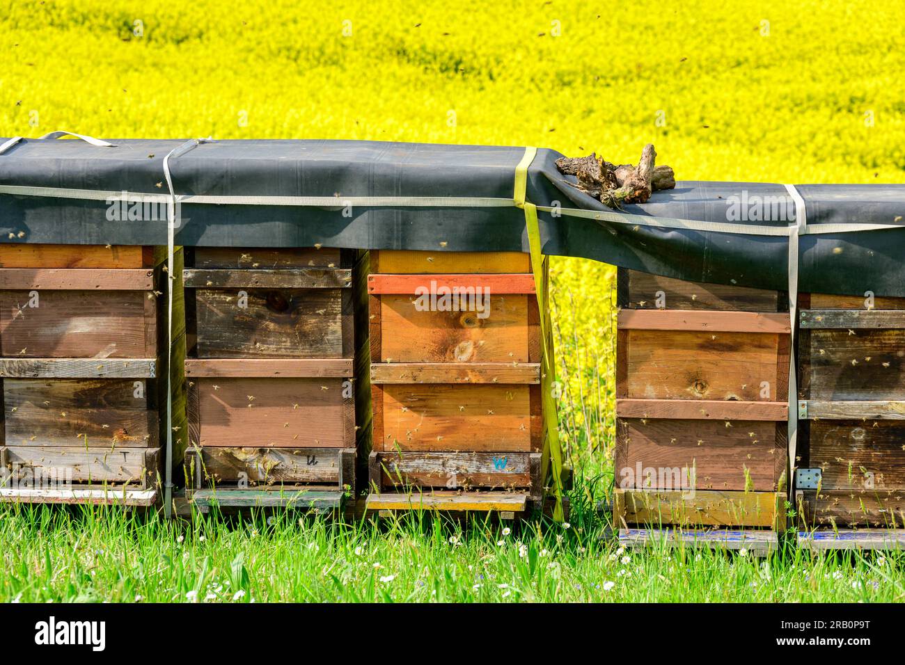 Beehives at a canola field Stock Photo - Alamy
