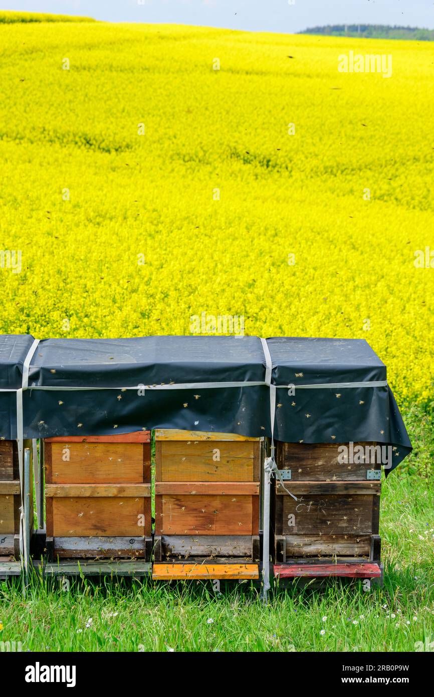 Beehives at a canola field Stock Photo - Alamy