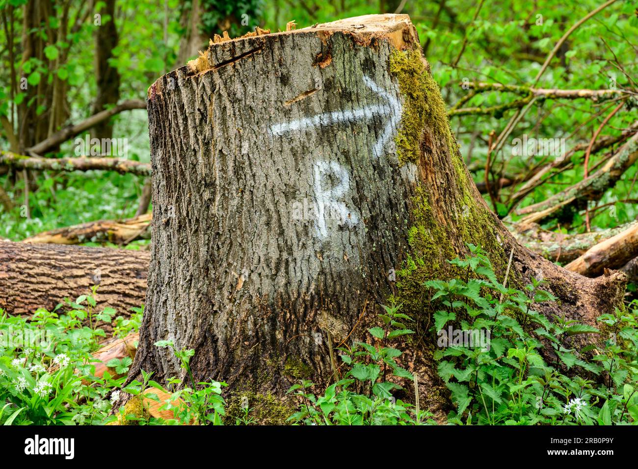 Weathered tree stump Stock Photo - Alamy Weathered tree stump Stock Photo - Alamy