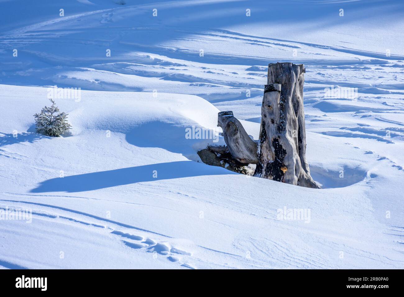 Tree stumps hi-res stock photography and images - Alamy