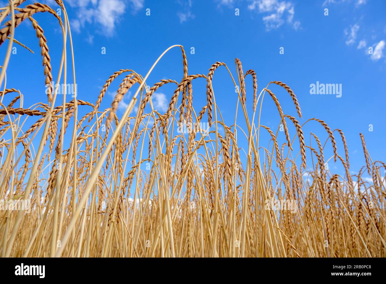 Spelt ear hi-res stock photography and images - Alamy