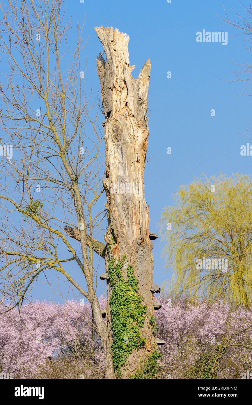 Dead tribe hi-res stock photography and images - Alamy