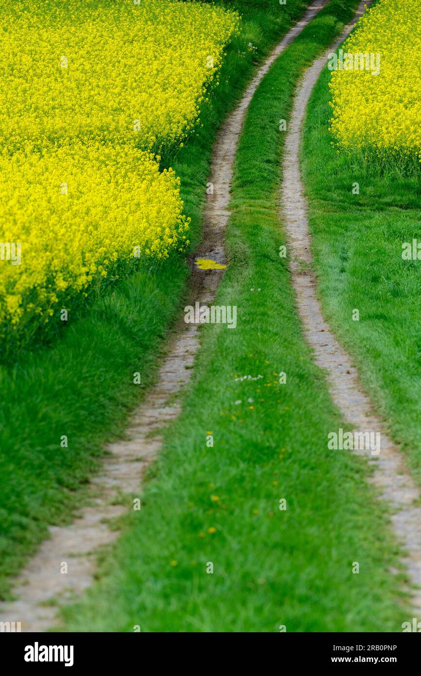 Field path with a rapeseed field Stock Photo - Alamy