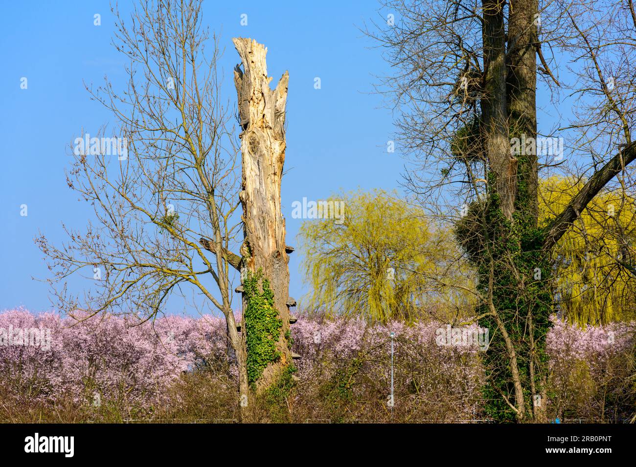 Dead tribe hi-res stock photography and images - Alamy
