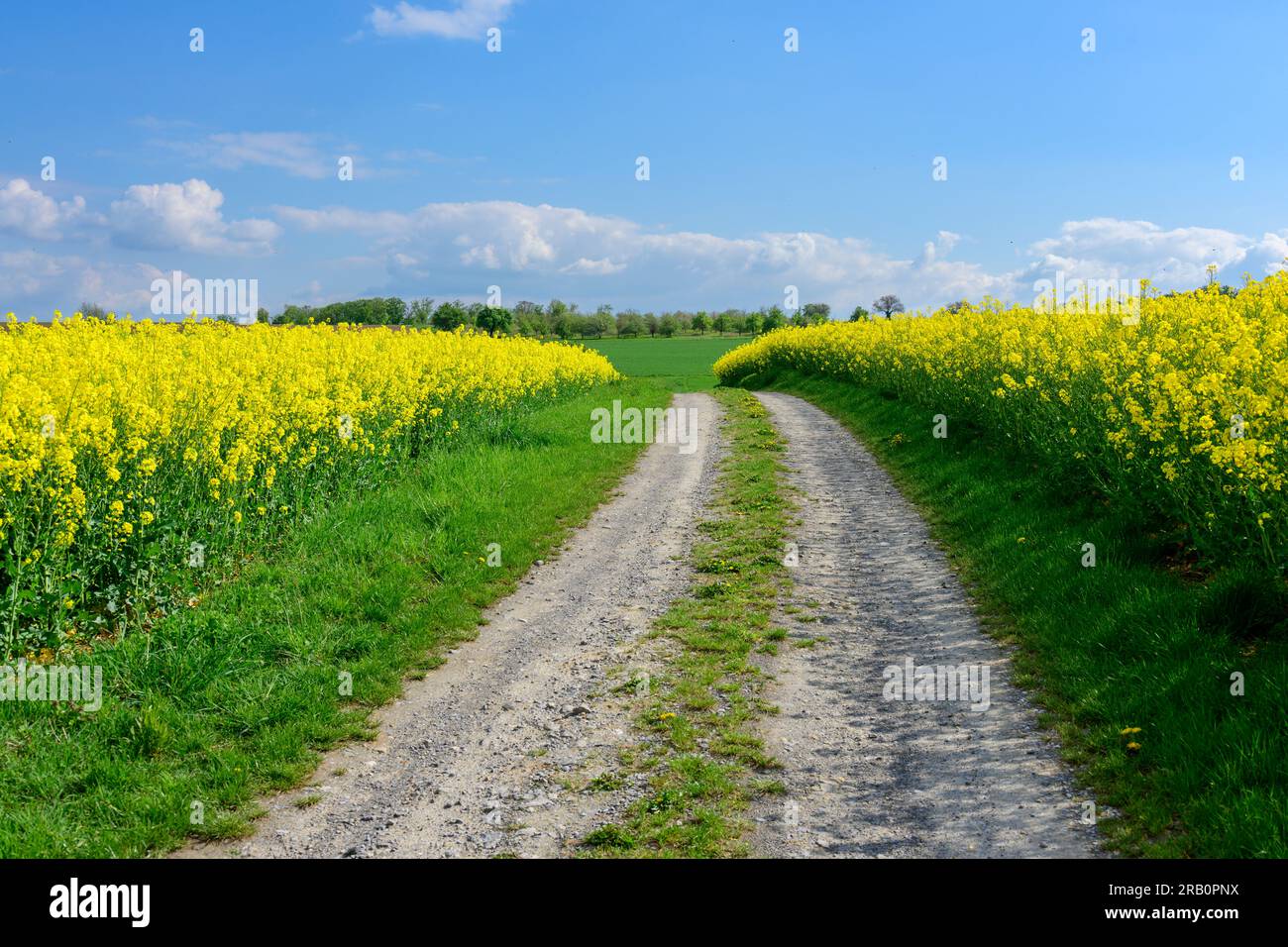 Field path with a rapeseed field Stock Photo - Alamy
