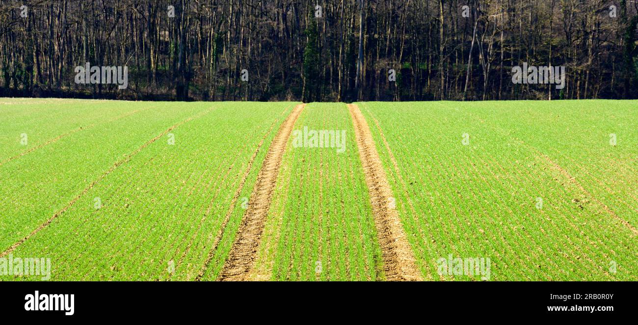 Tractor track in a grain field Stock Photo - Alamy