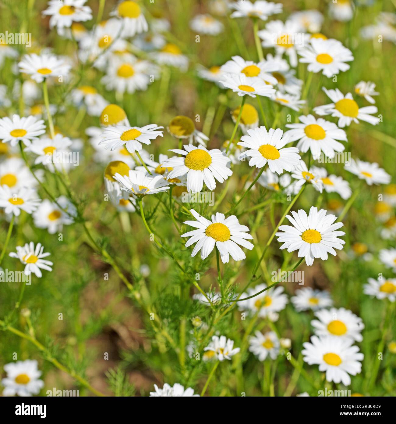 False chamomile hi-res stock photography and images - Alamy