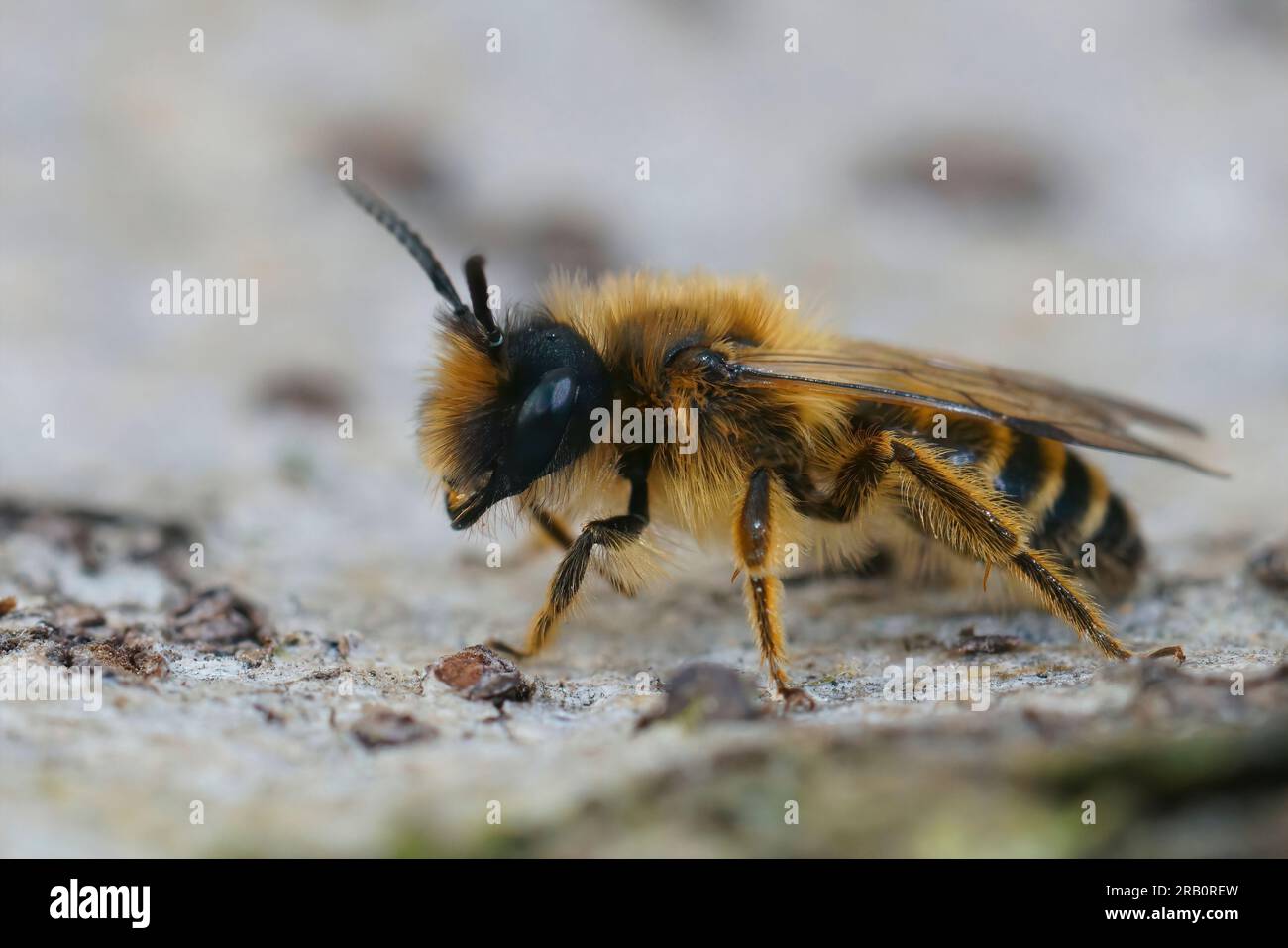 Natural closeup on a fluffy male yellow-legged mining bee, Andrena ...