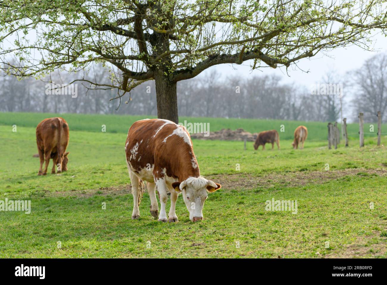 Pet and cows hi-res stock photography and images - Alamy