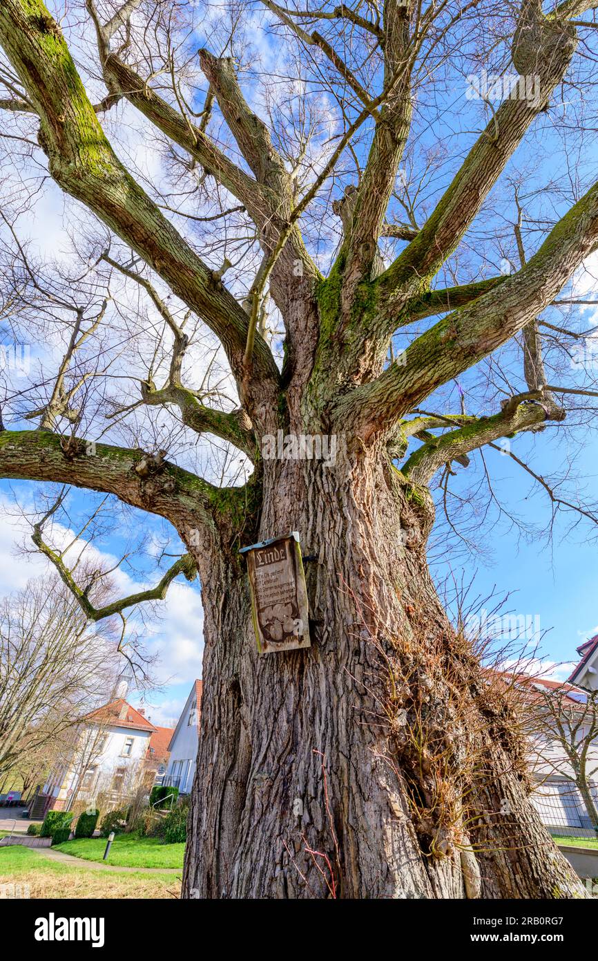 1100 years old lime tree hi-res stock photography and images - Alamy