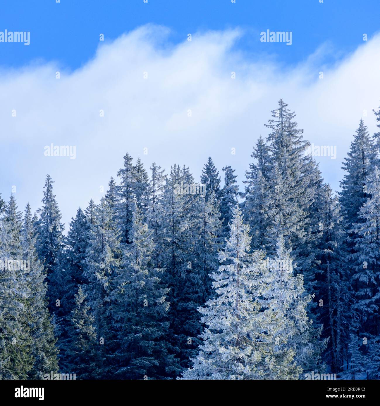 Austria, Montafon, coniferous forest in winter Stock Photo - Alamy