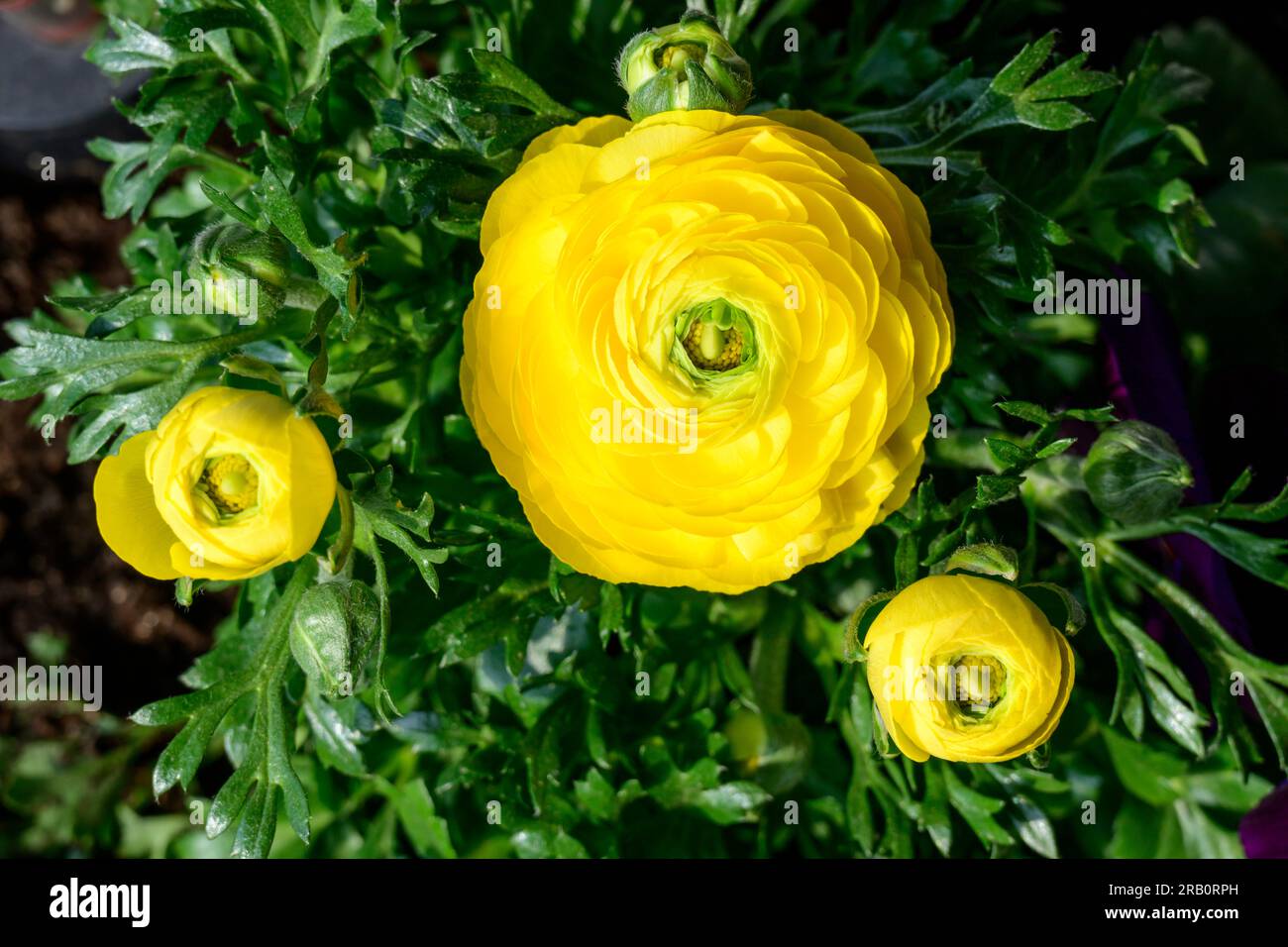 Grow ranunculus hi-res stock photography and images - Alamy