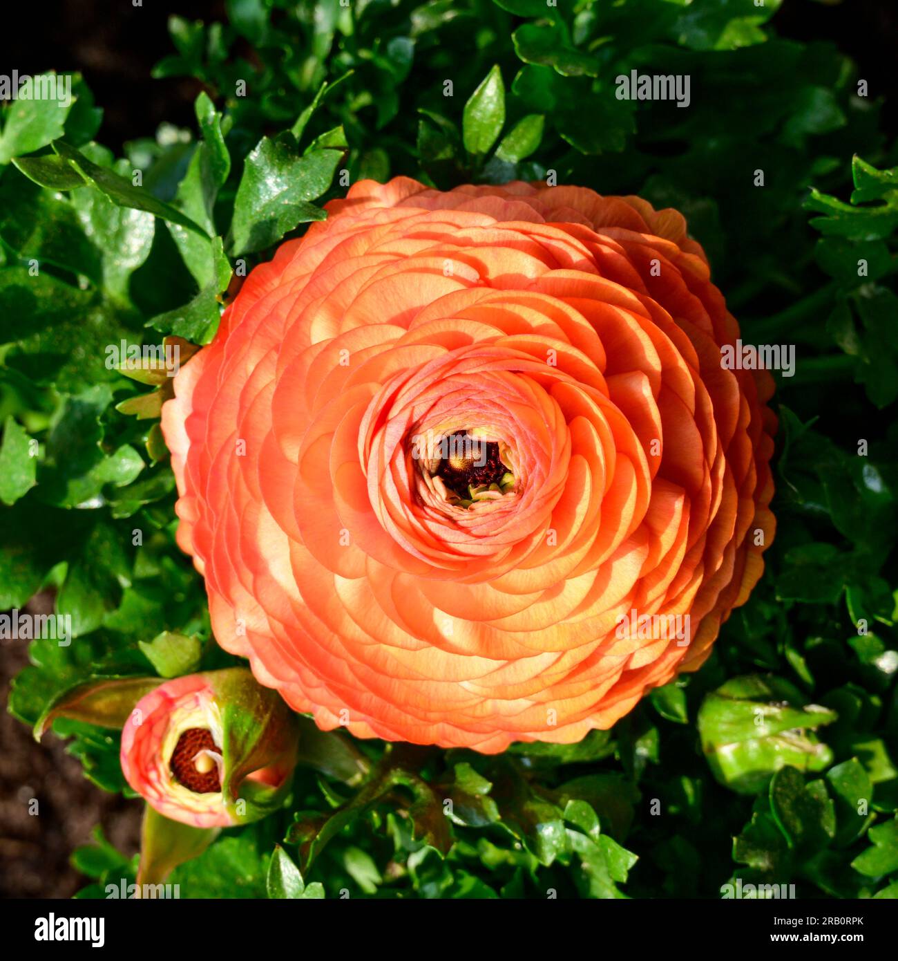 Grow ranunculus hi-res stock photography and images - Alamy