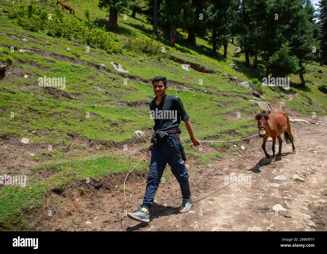 Kashmiri man with his horse, Jammu and Kashmir, Kangan, India Stock ...