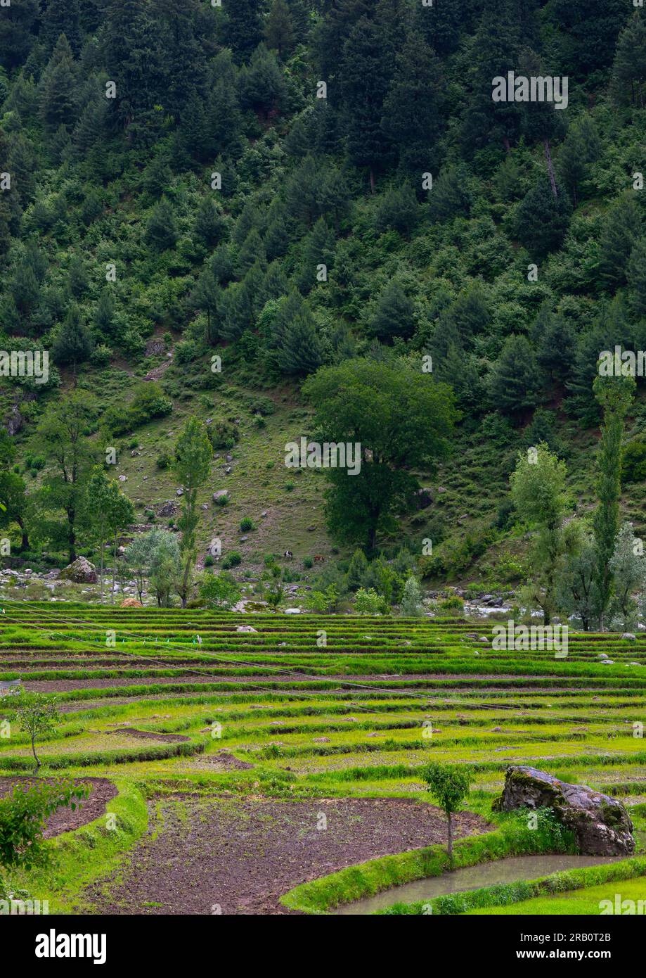 Rice field in the countryside, Jammu and Kashmir, Kangan, India Stock ...