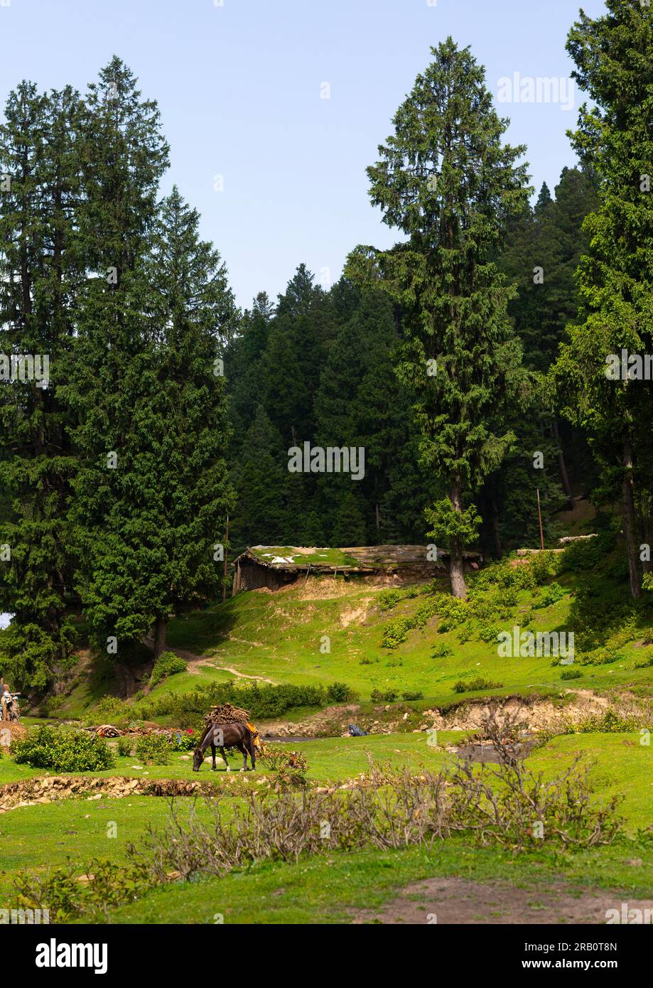 Horse in the meadow, Jammu and Kashmir, Yusmarg, India Stock Photo - Alamy