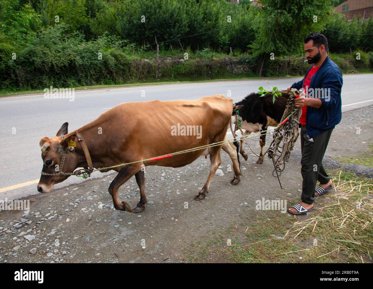 India23406 hi-res stock photography and images - Alamy