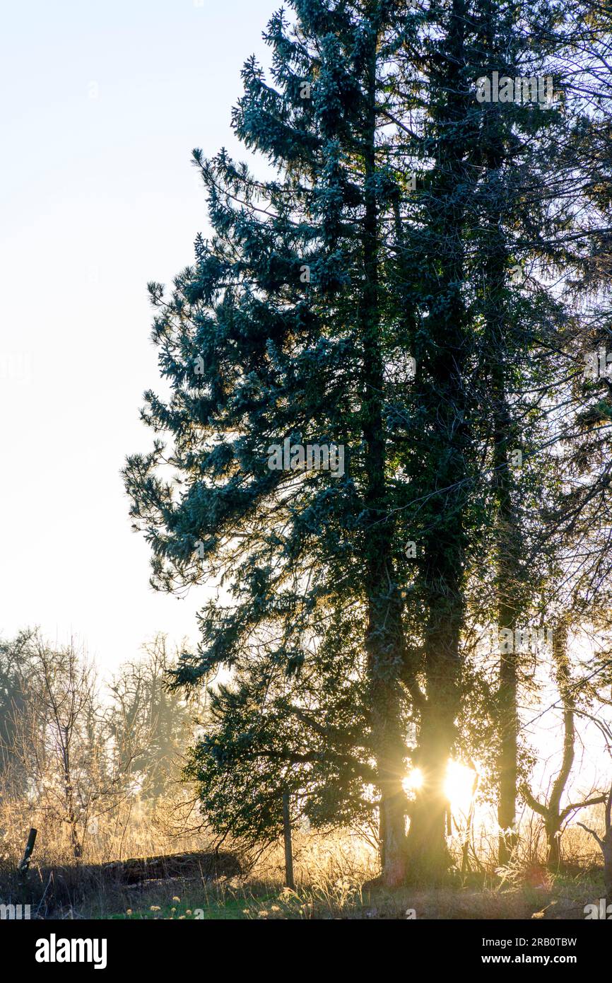 Forest, trees backlit Stock Photo - Alamy