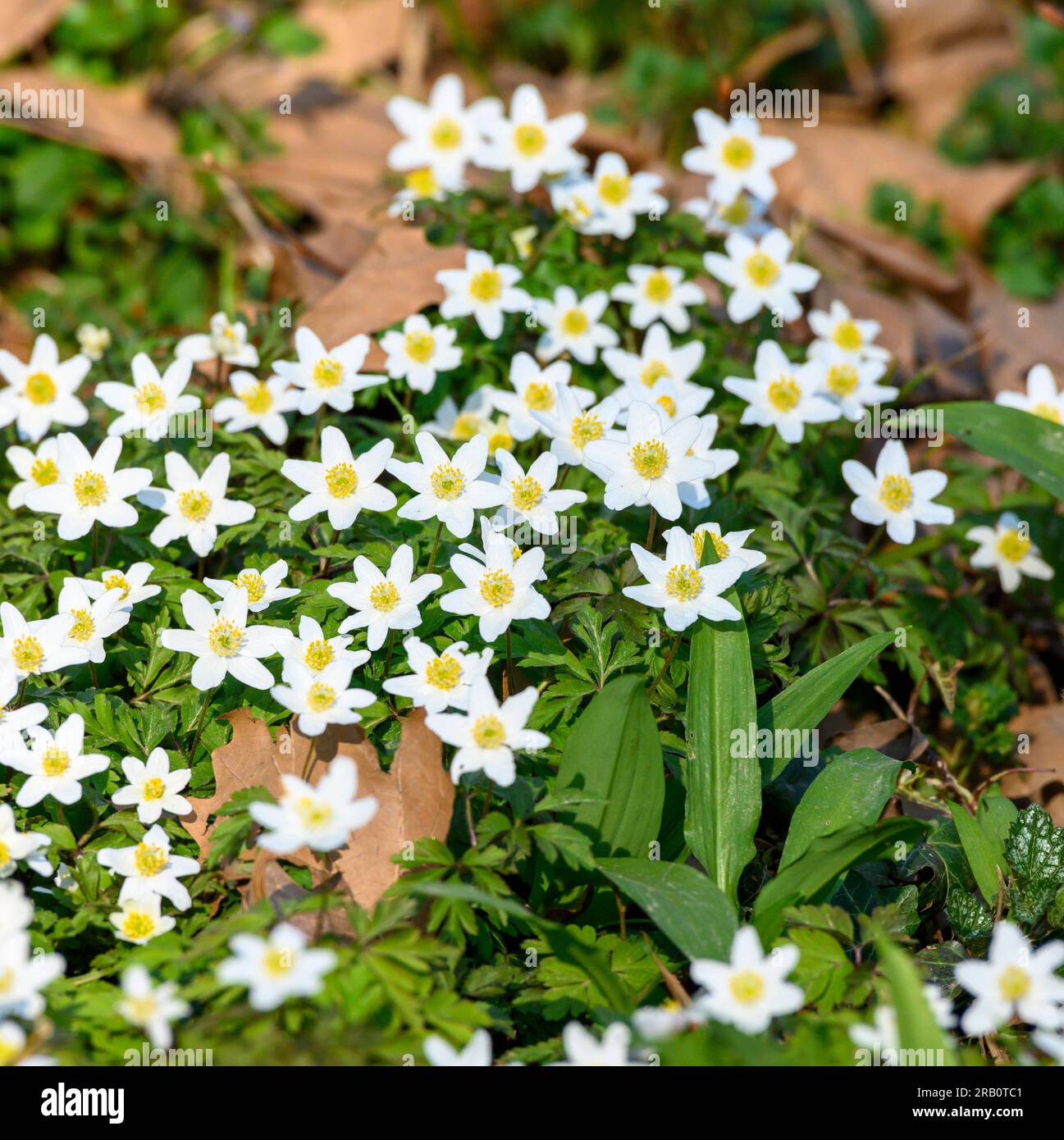 Anemone genus hi-res stock photography and images - Alamy