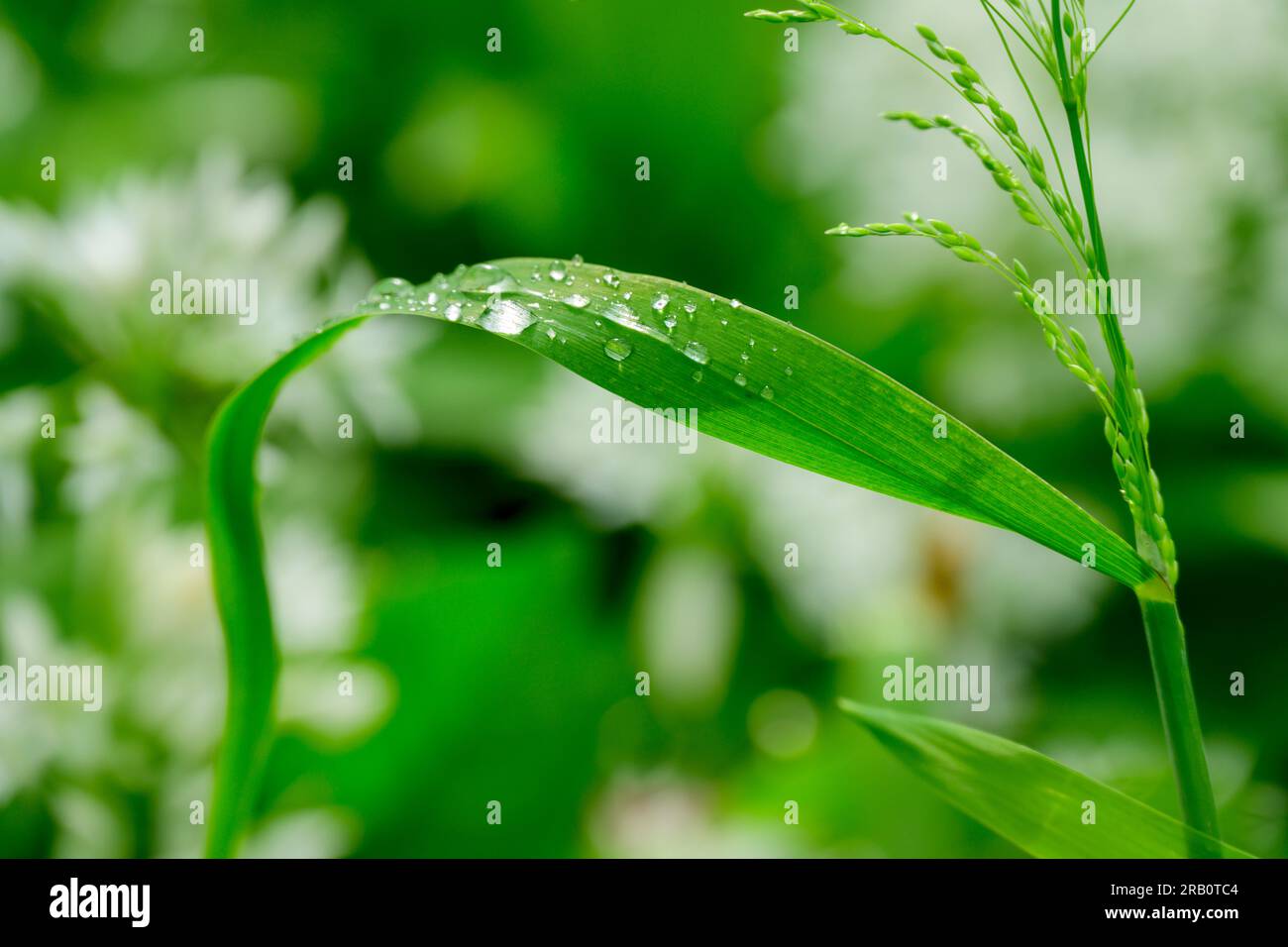 Blade of grass with water drop Stock Photo - Alamy