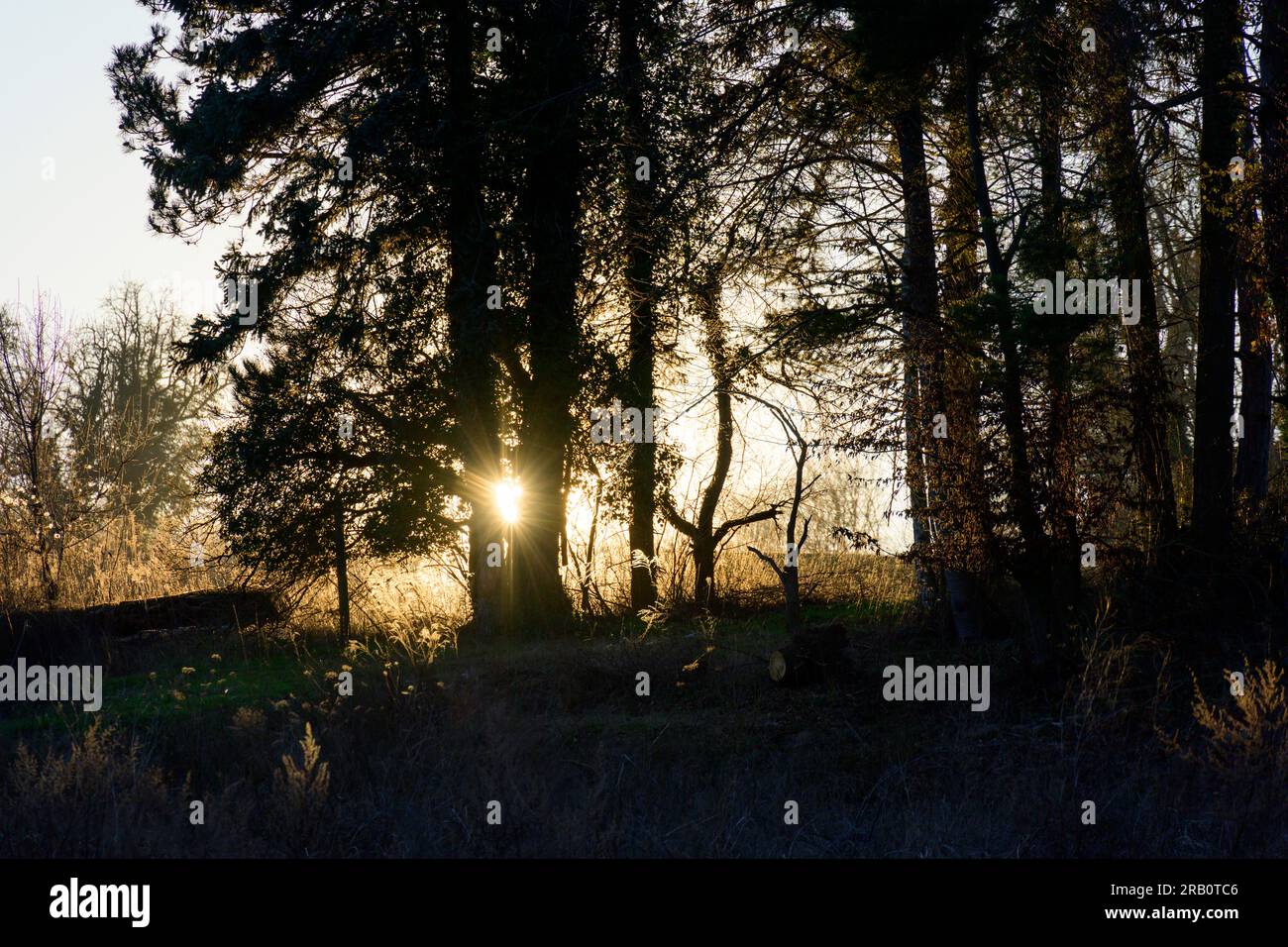 Trees backlit hi-res stock photography and images - Alamy