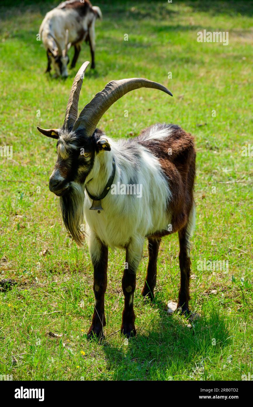 Domestic goats (Capra aegagrus hircus) in a meadow Stock Photo - Alamy