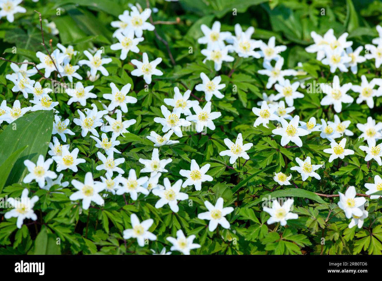 Wood anemone (Anemone nemorosa) from the genus Anemone Stock Photo - Alamy