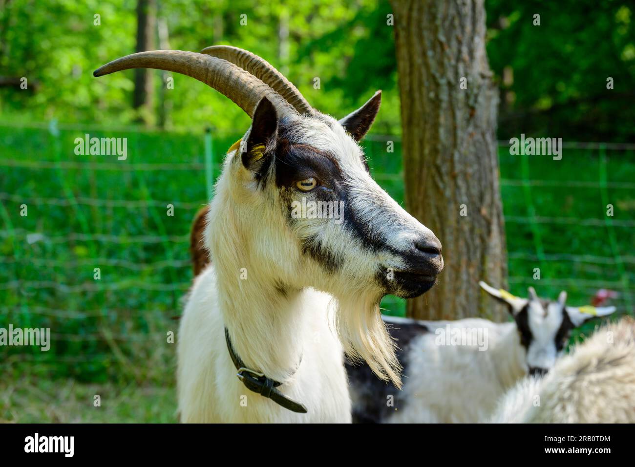 Domestic goats (Capra aegagrus hircus) in a meadow Stock Photo - Alamy