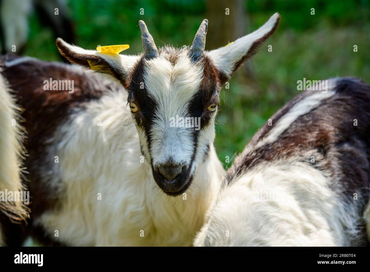 Domestic goats (Capra aegagrus hircus) in a meadow Stock Photo - Alamy
