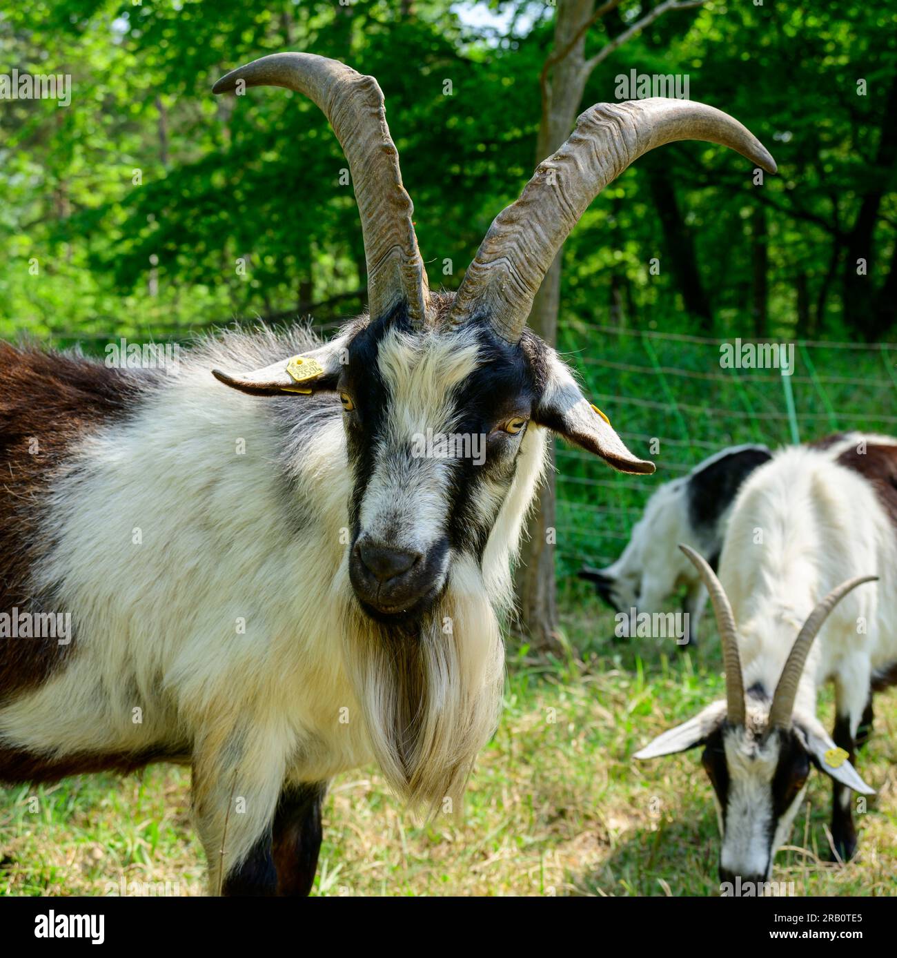 Domestic goats (Capra aegagrus hircus) in a meadow Stock Photo - Alamy