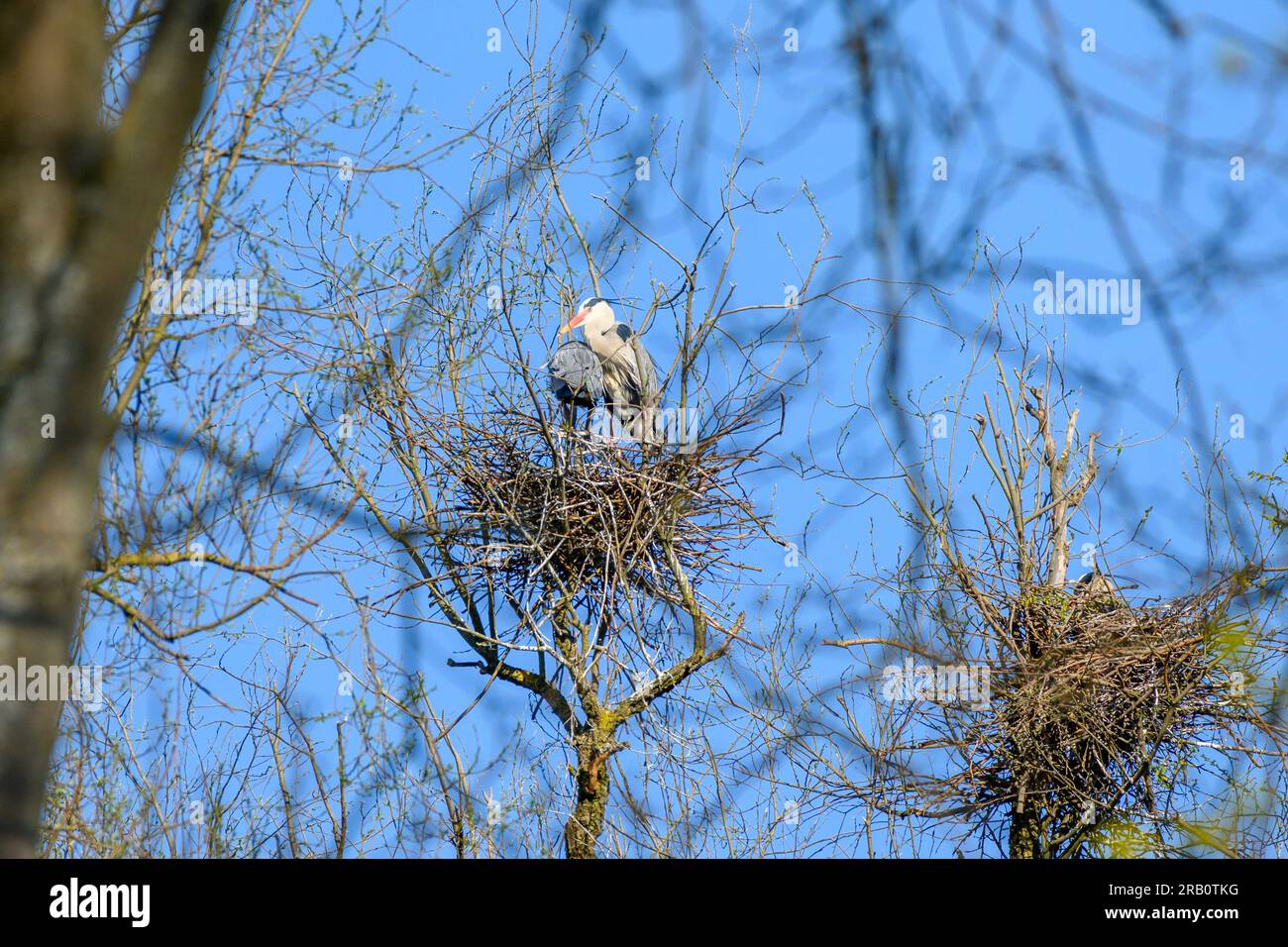 Grey heron nest in a dead tree Stock Photo - Alamy