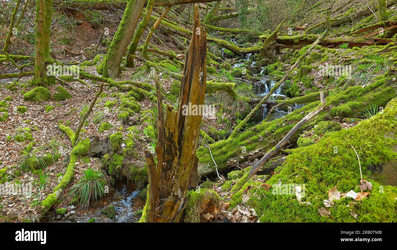 Wenichbach in taben primeval forest hi-res stock photography and images ...