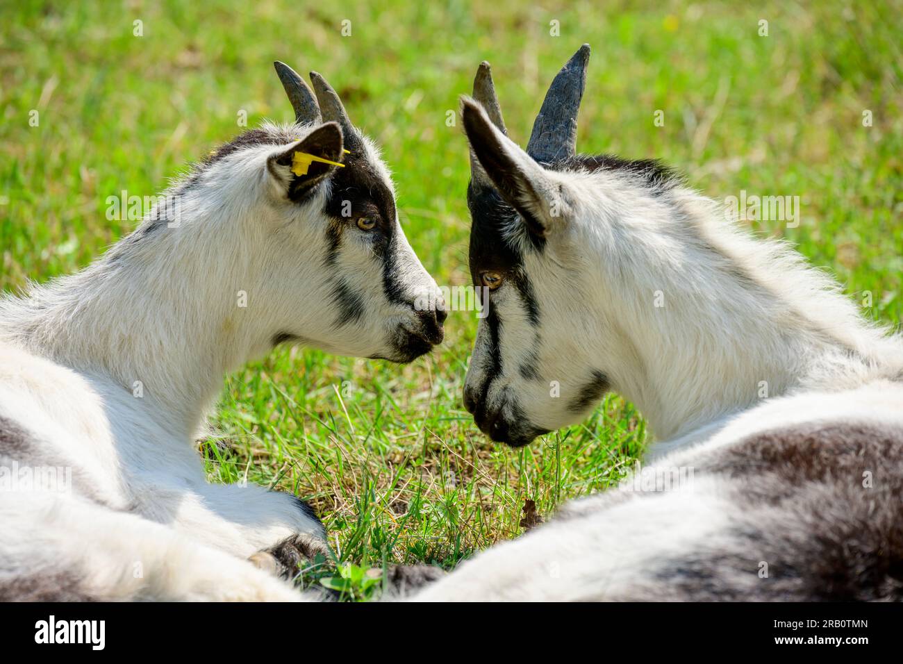 Domestic goats (Capra aegagrus hircus) in a meadow Stock Photo - Alamy