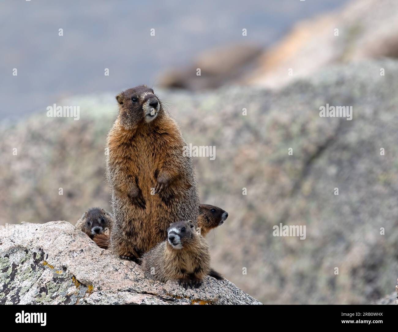 Yellow bellied marmot family in on the lookout in the mountains Stock ...