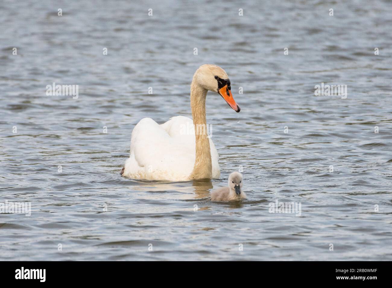 Swan family swimming pond hi-res stock photography and images - Alamy