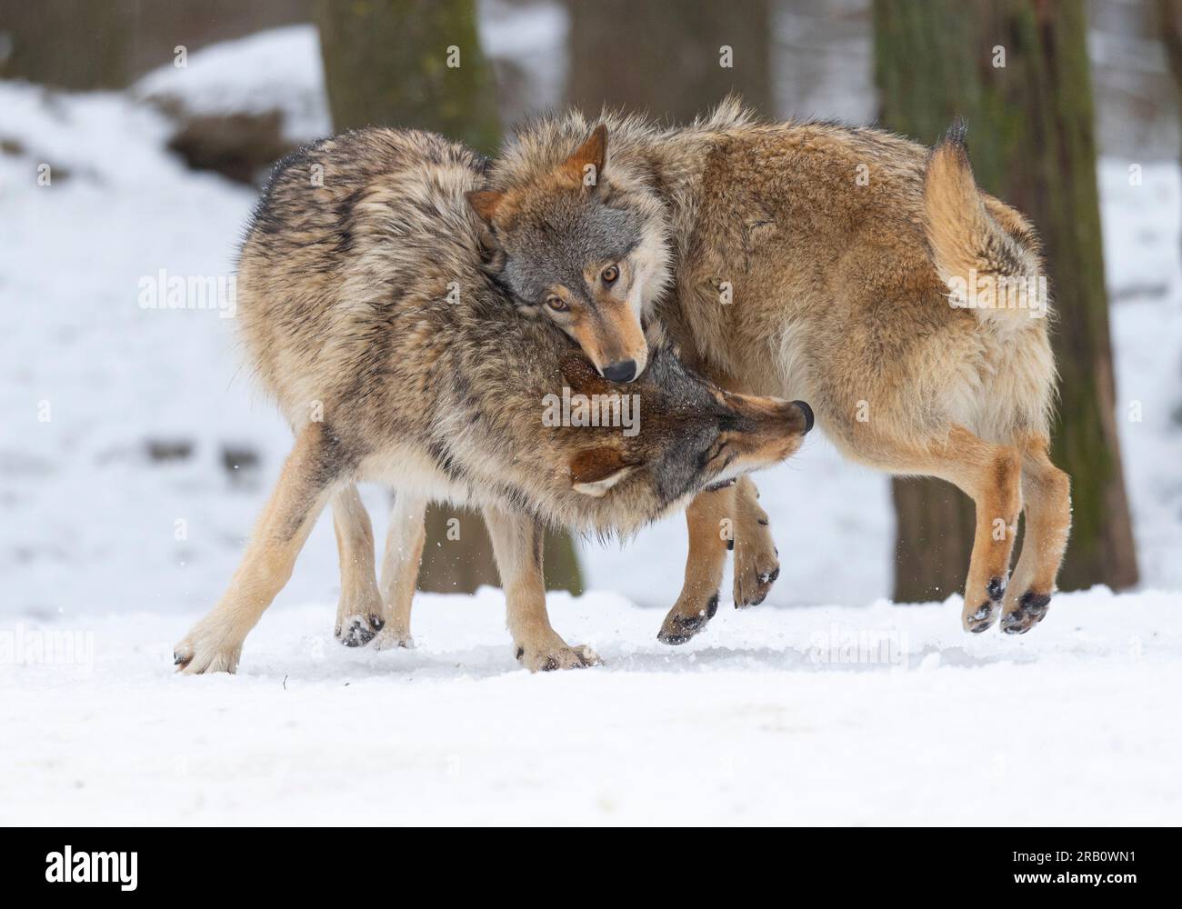 Two fighting wolves hi-res stock photography and images - Alamy