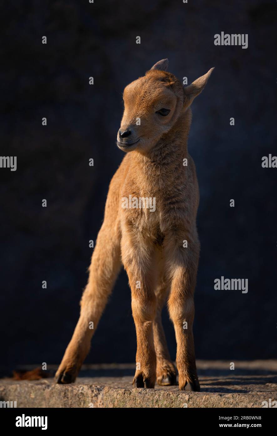 Barbary sheep (Ammotragus lervia), also maned sheep, Barbary sheep or ...