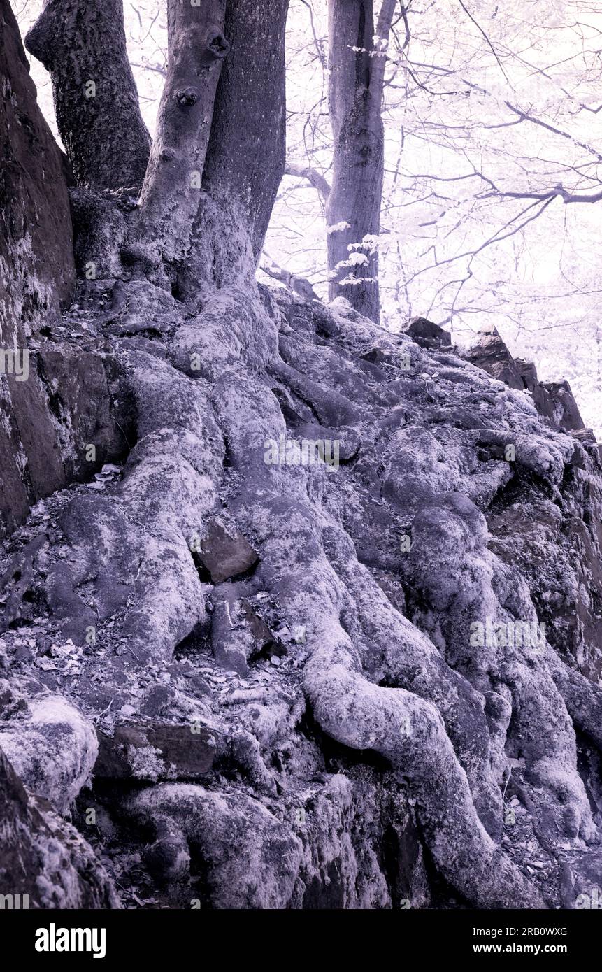 Europe, Germany, Hesse, Central Hesse, Nature Park Lahn-Dill-Bergland ...