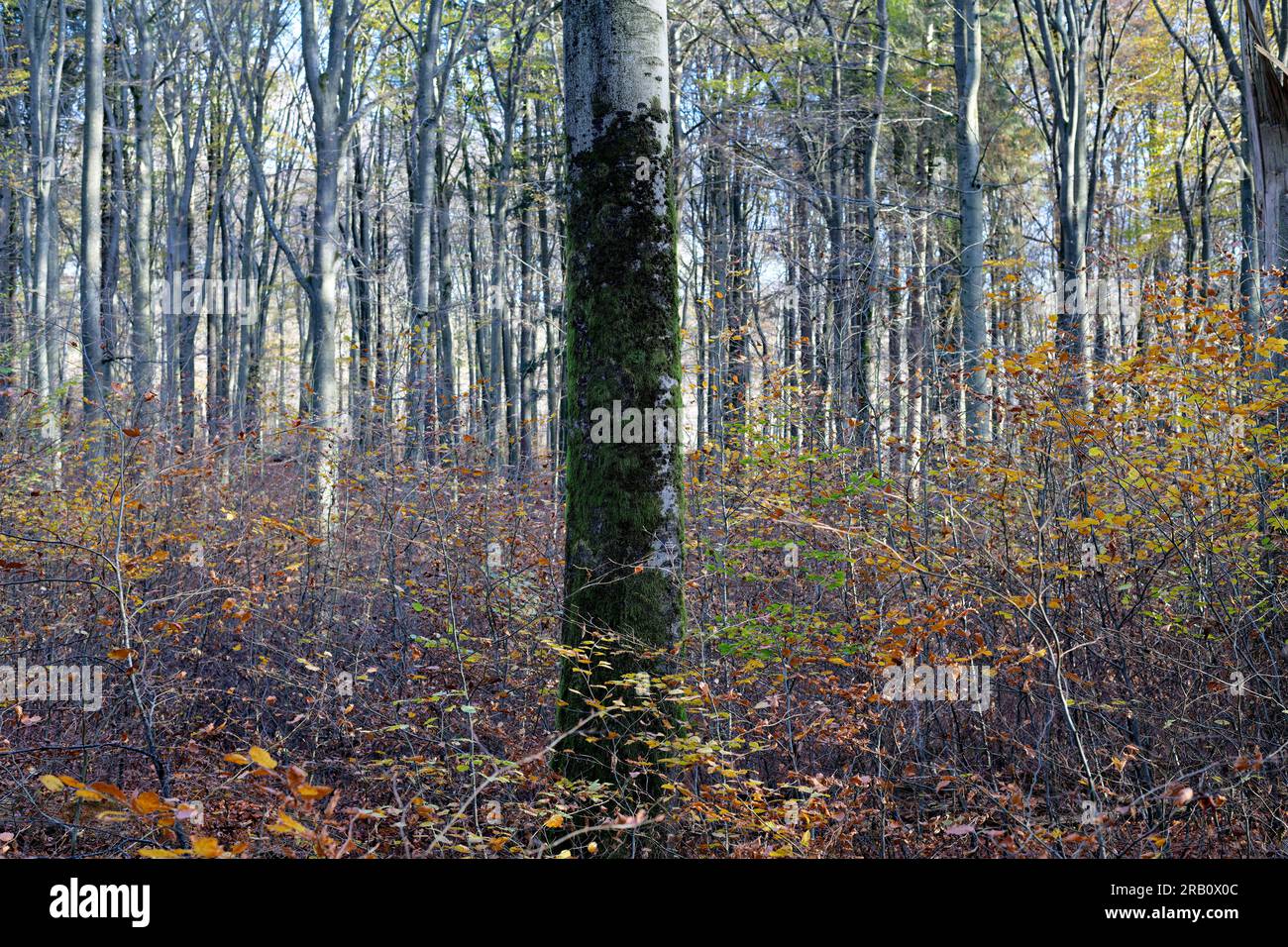 Tree trunk deciduous trees europe hi-res stock photography and images ...