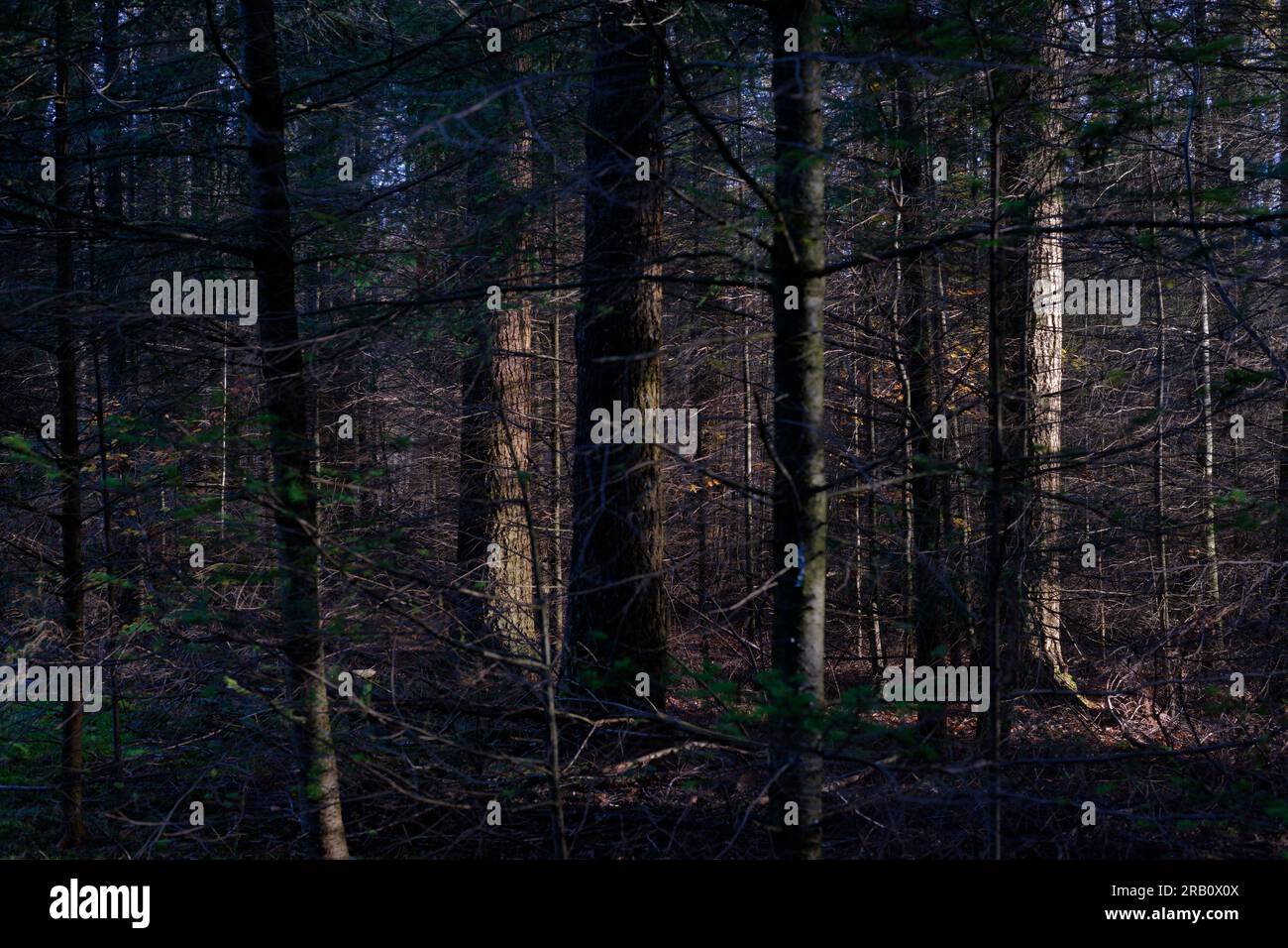 Europe, Germany, Rhineland-Palatinate, Hümmel, forest, forest area ...