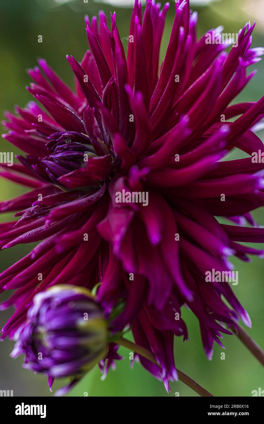 Dahlia mixture midnight party in full bloom hi-res stock photography ...