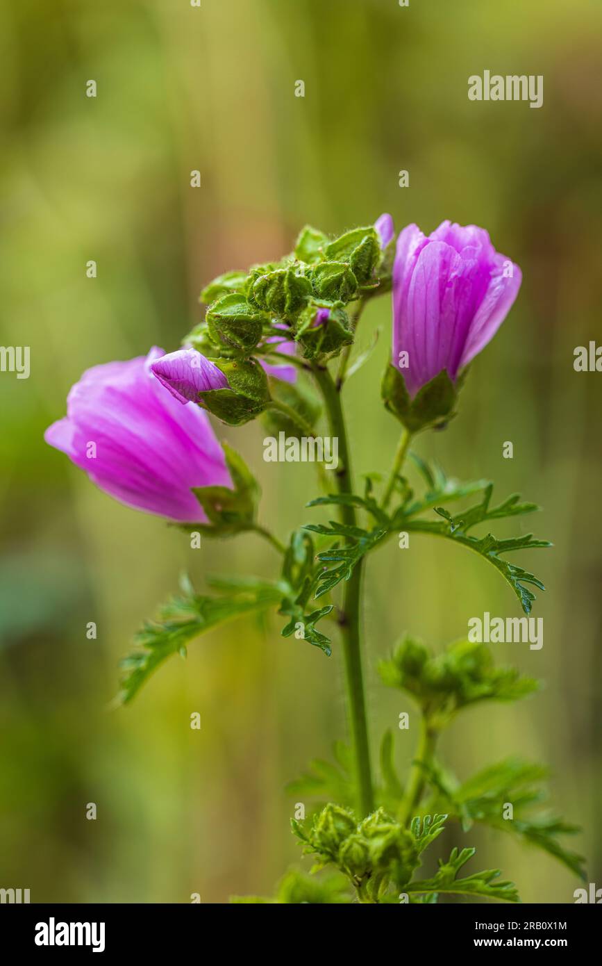 Purple flower of hollyhock (Althaea rosea Stock Photo - Alamy